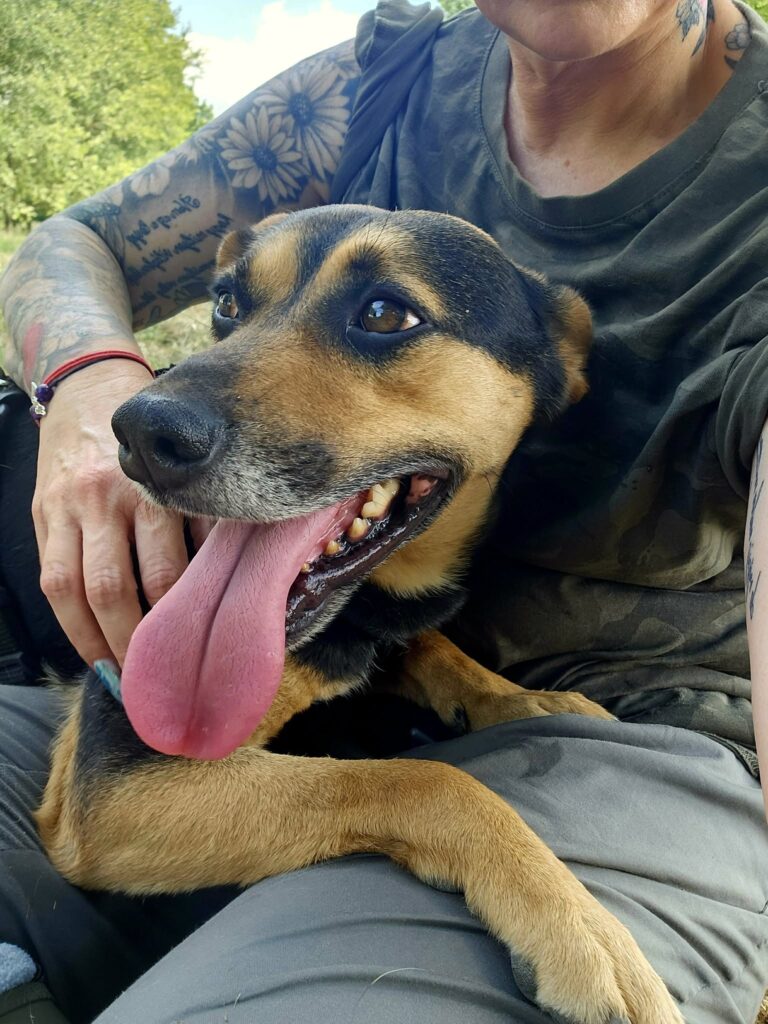 Collin - No Kill Hungary